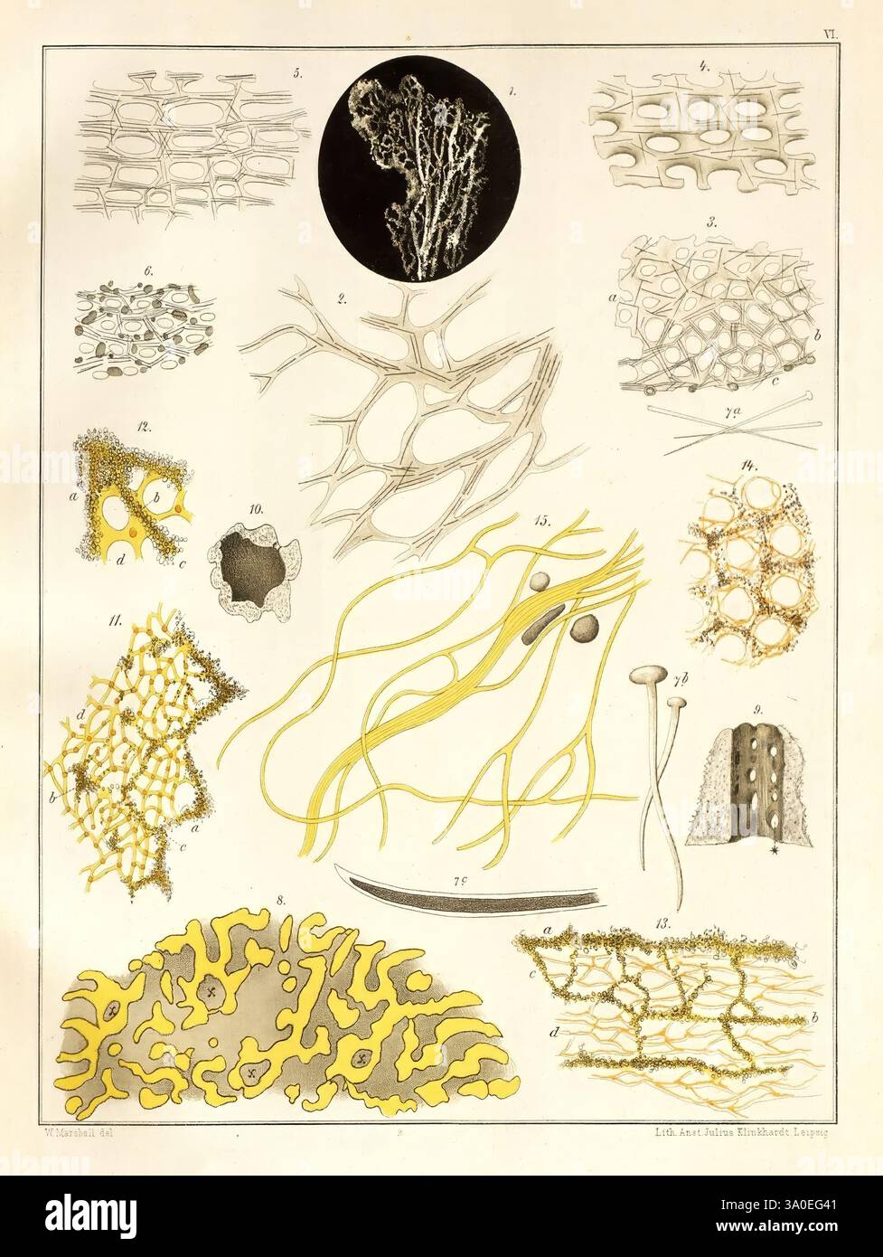 Multi celled forms hi-res stock photography and images - Alamy