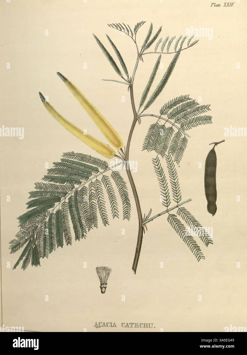 Acacia catechu plant hi-res stock photography and images - Alamy