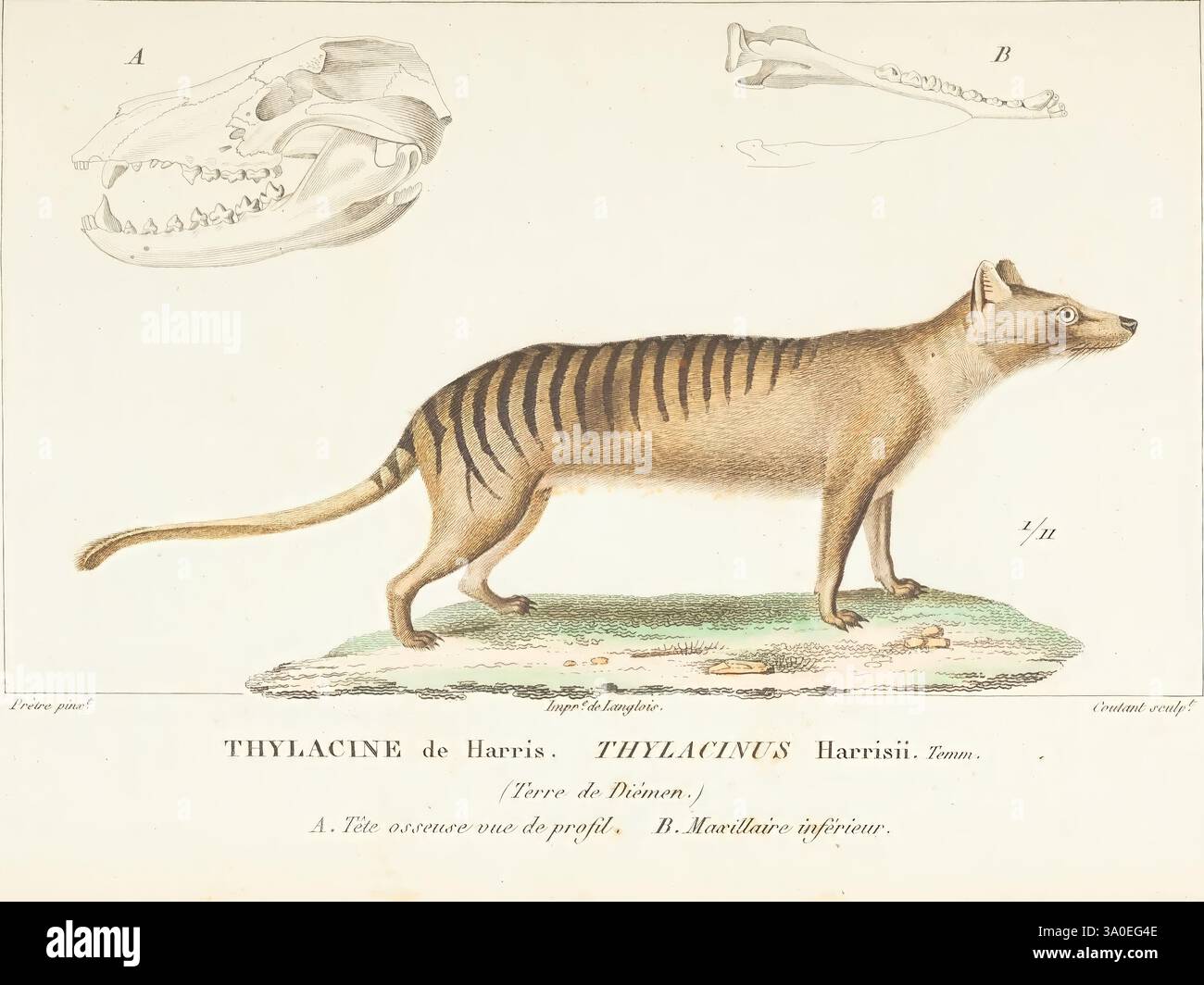 Atlas de zoologie Paris Germer Bailliere 1844 museum Victoria, An ...