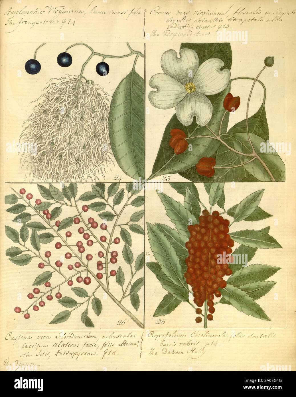 Hortus Europae Americanus, or A collection of 85 curious trees and ...