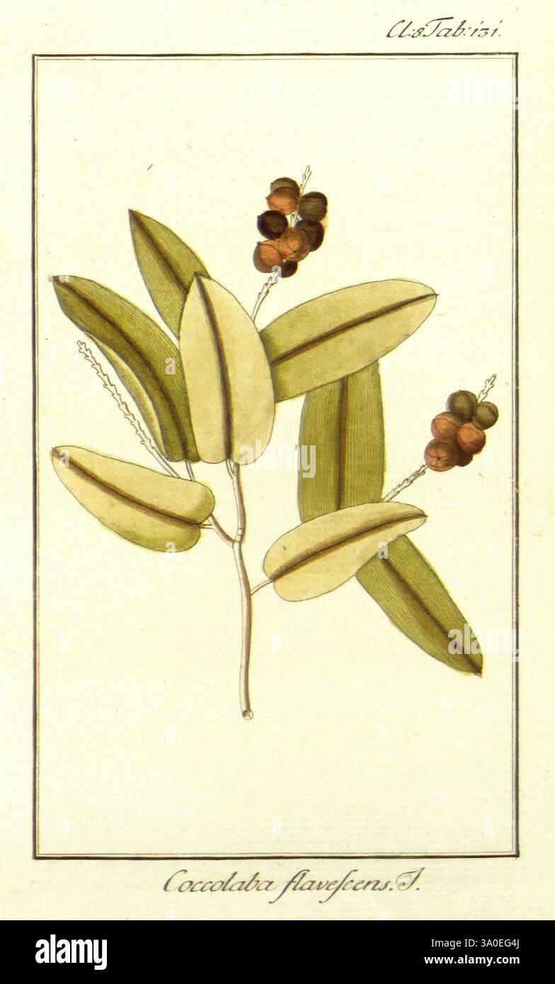 Cordia flavens hi-res stock photography and images - Alamy