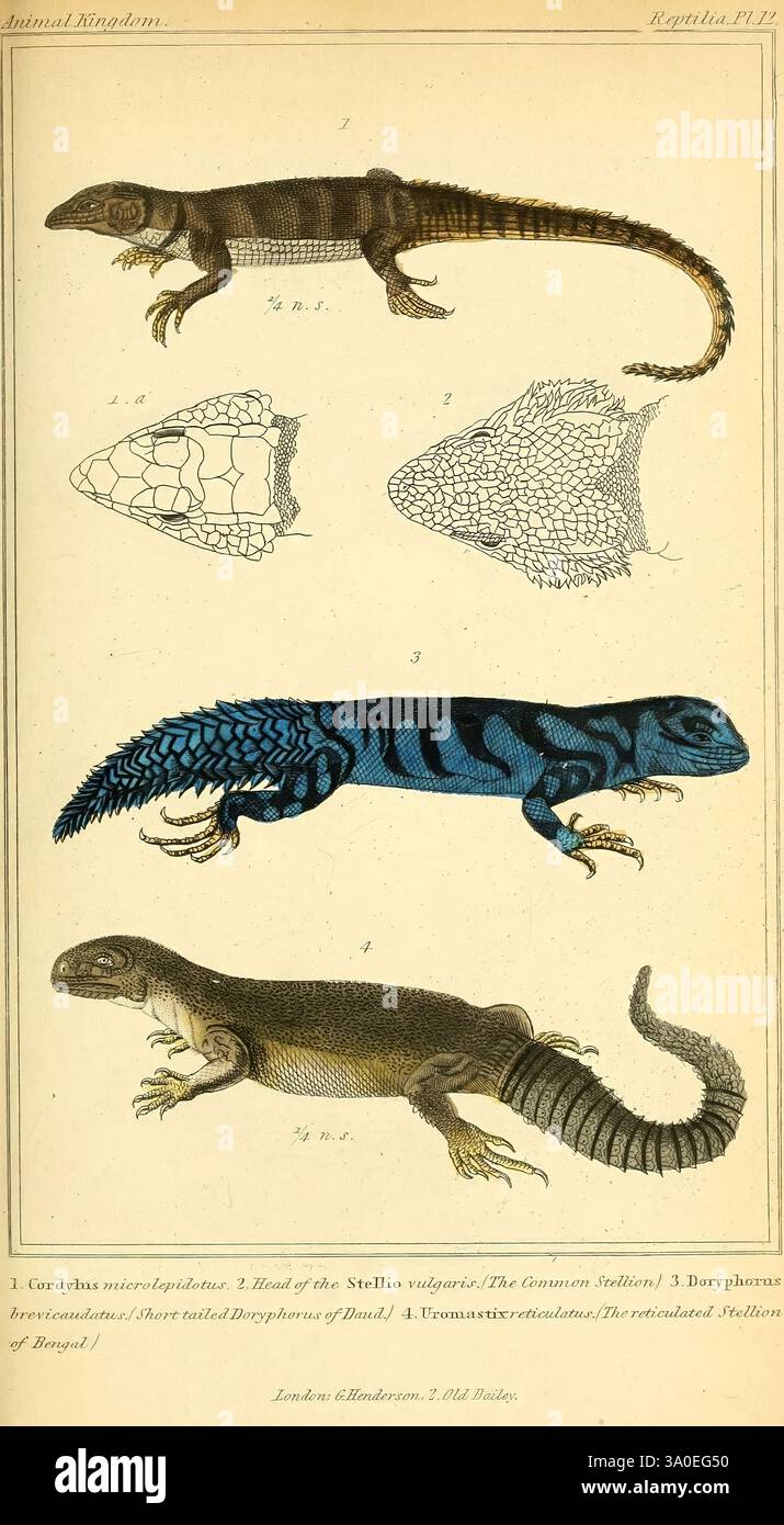 Detailed representation of various lizard species hi-res stock ...