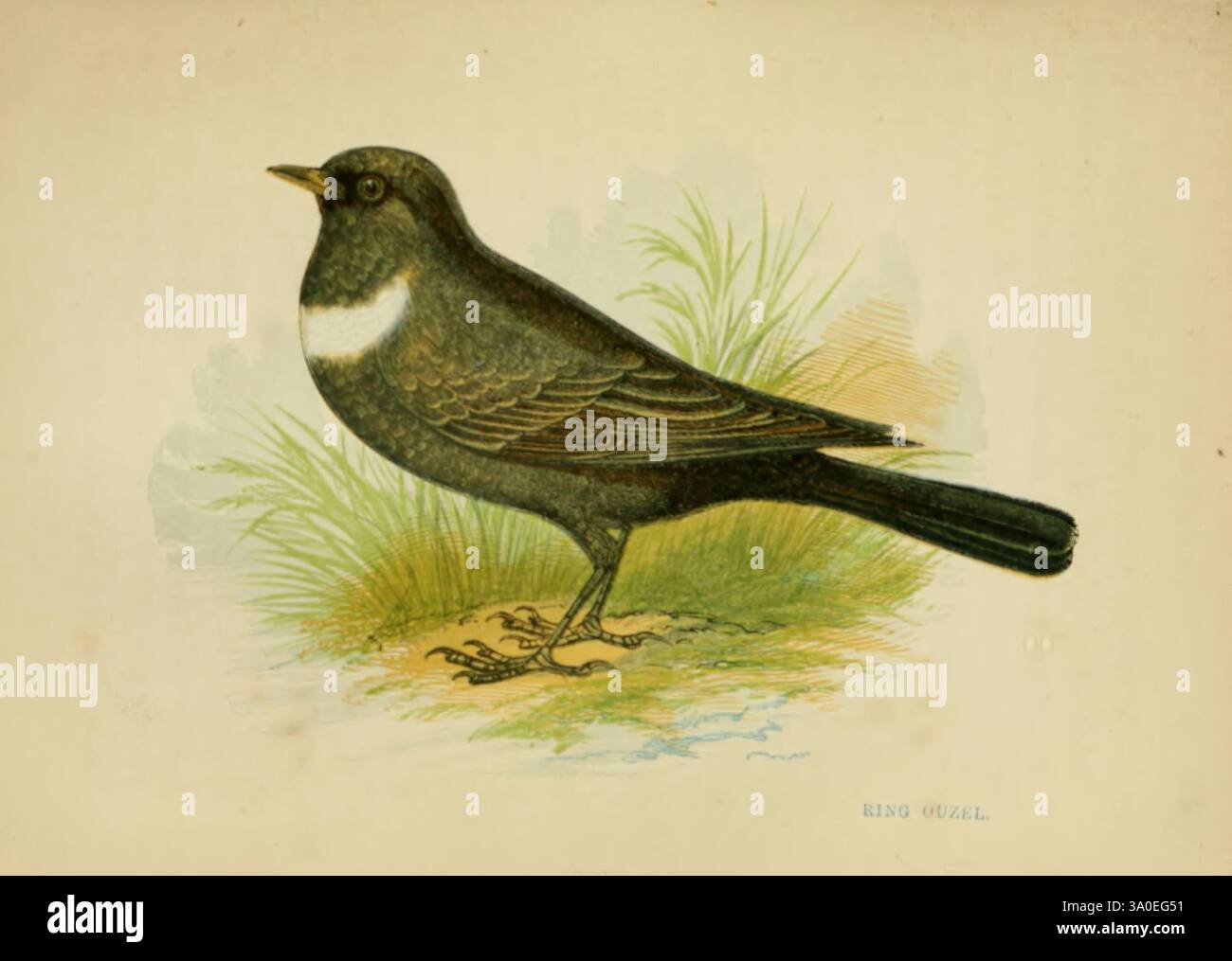 Featuring gentle strokes hi-res stock photography and images - Alamy