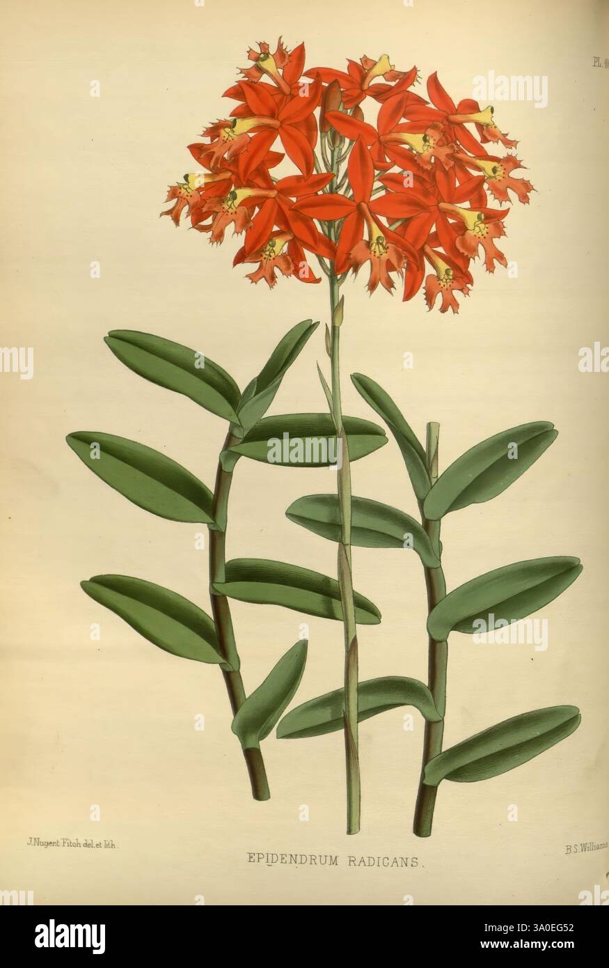 Vibrant display of epidendrum radicans hi-res stock photography and ...