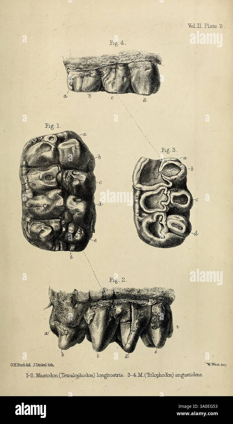 Diagrams of different tooth types hi-res stock photography and images ...