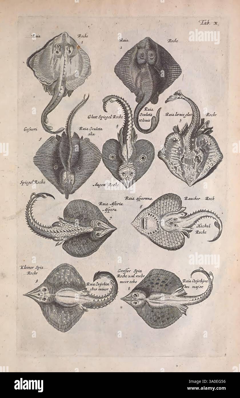 Various species of rays hi-res stock photography and images - Alamy