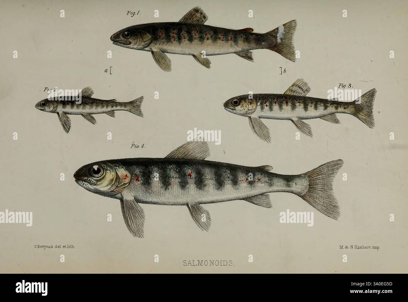 Larger fish displays anatomical features hi-res stock photography and ...