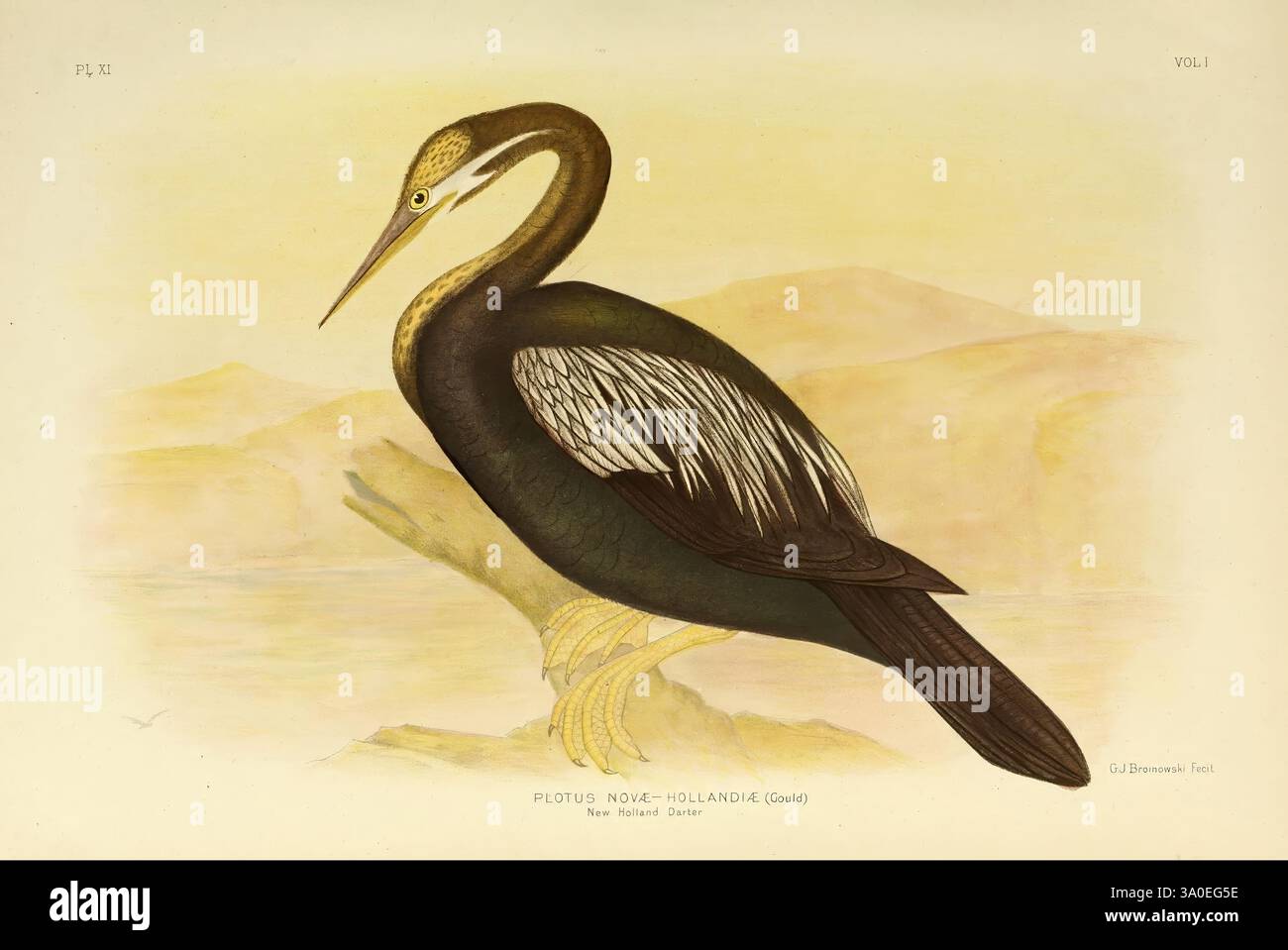 Birds elongated beak showcases hi-res stock photography and images - Alamy
