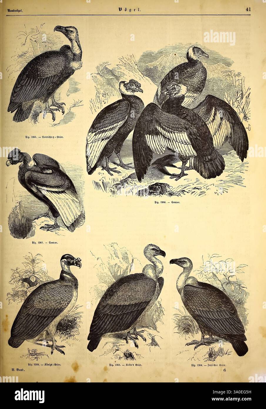 Top section displays several vultures in different poses hi-res stock ...