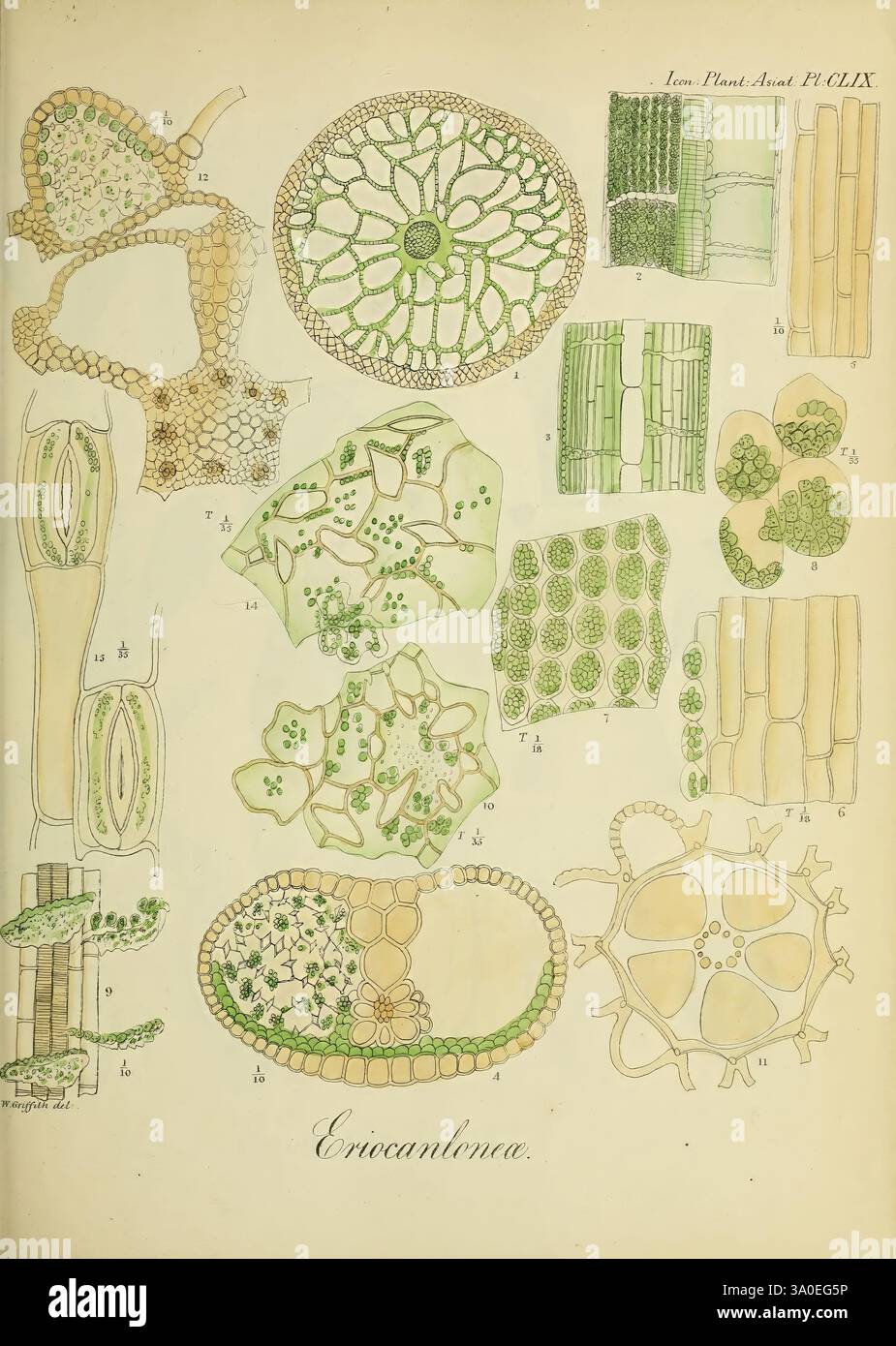 Variety of detailed botanical structures hi-res stock photography and ...