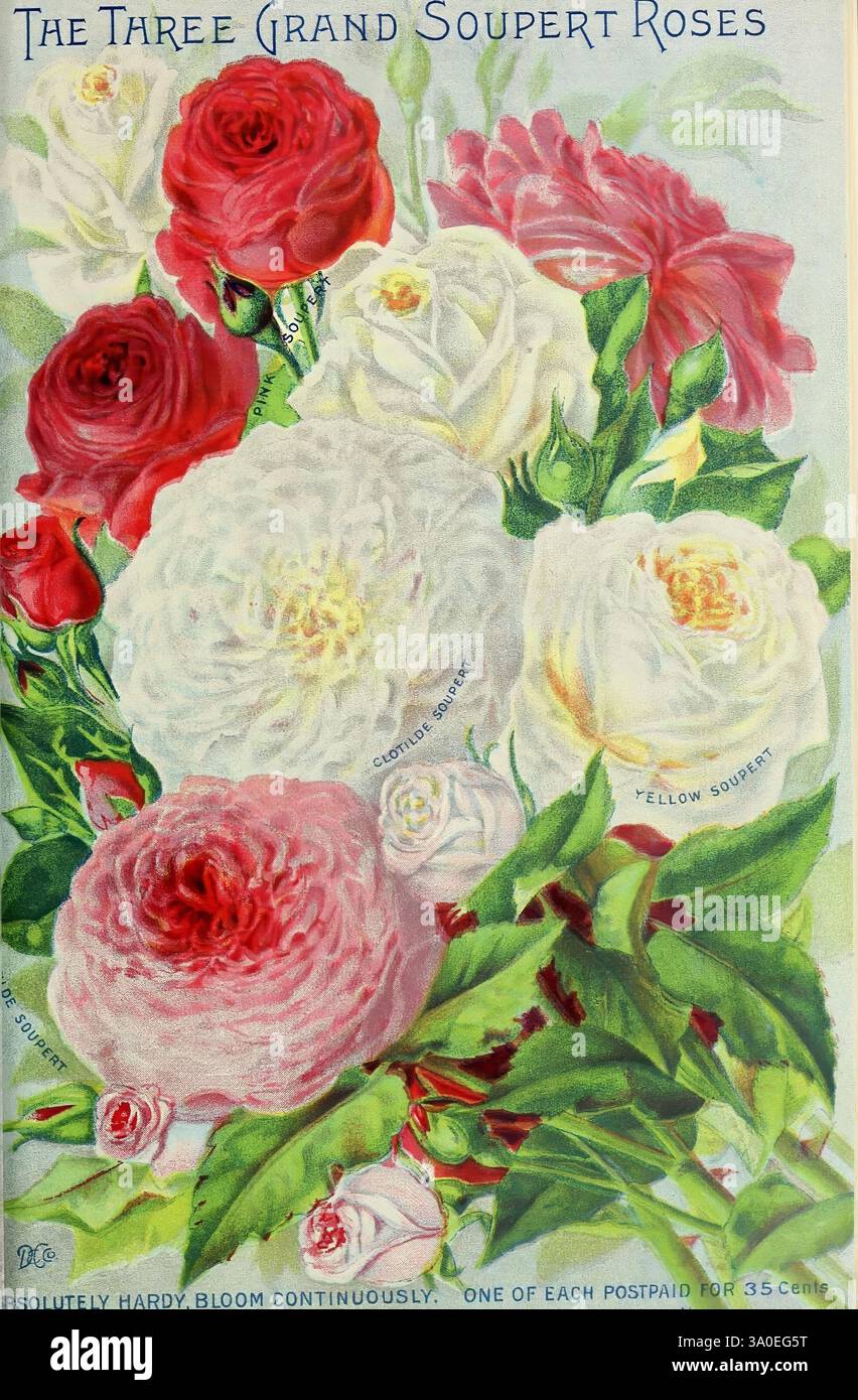 Displaying layers of petals hi-res stock photography and images - Alamy