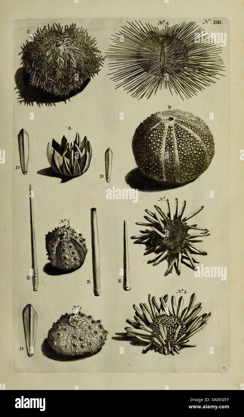 Range of urchins characterized hi-res stock photography and images - Alamy
