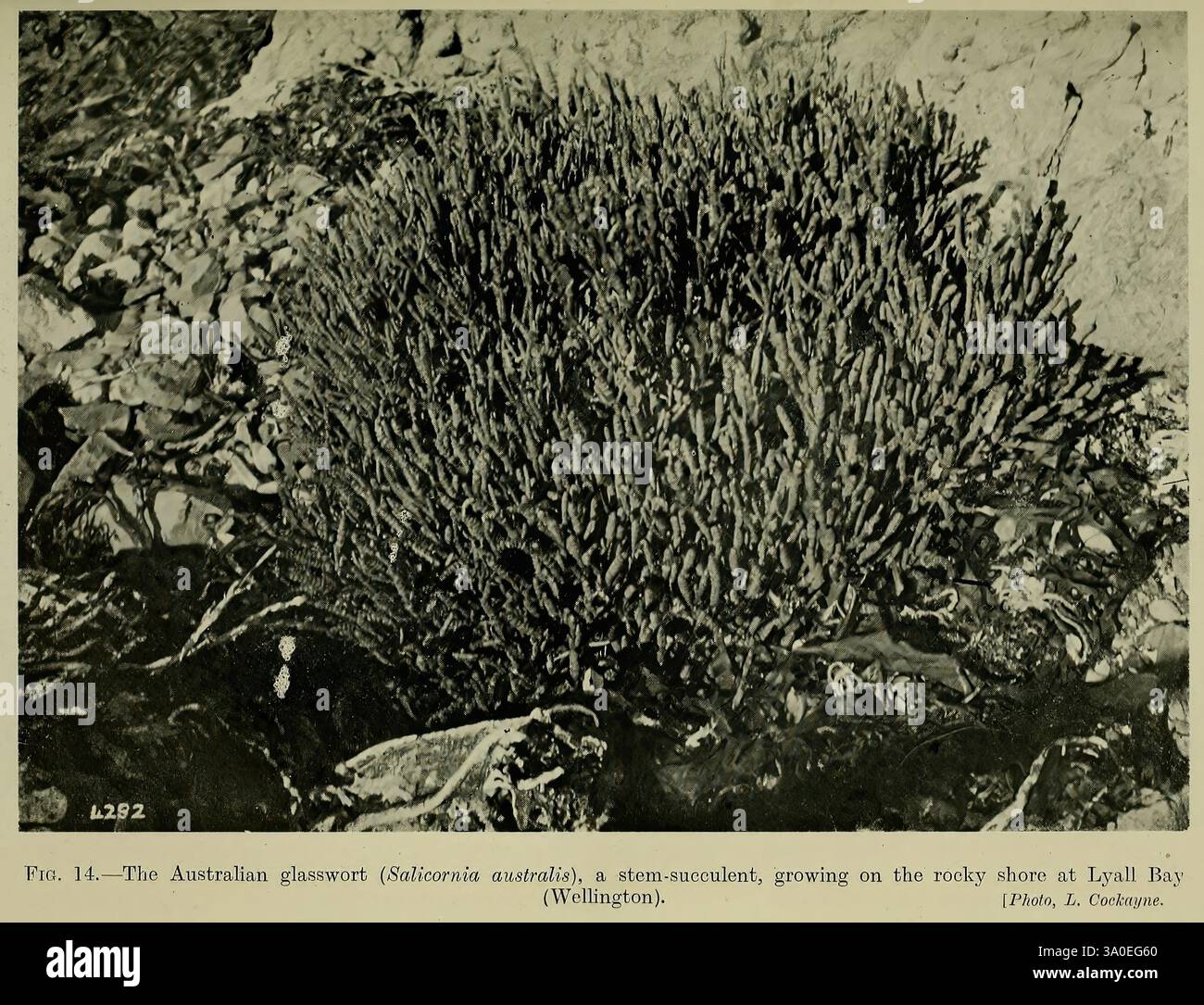 New Zealand, plants, and their story, Wellington, N.Z, M.F. Marks, Govt ...