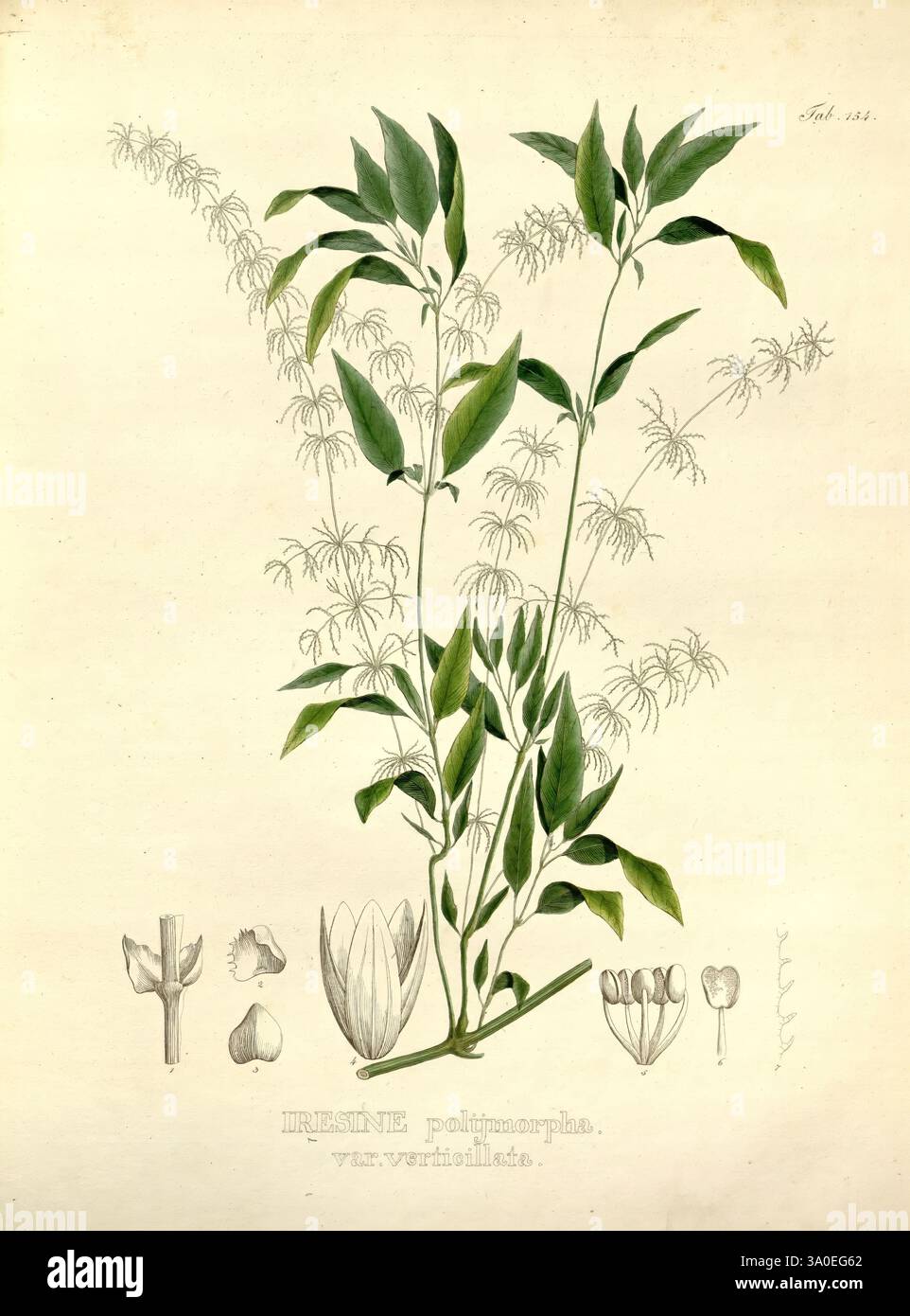 Detailed renderings of various flower structures hi-res stock ...