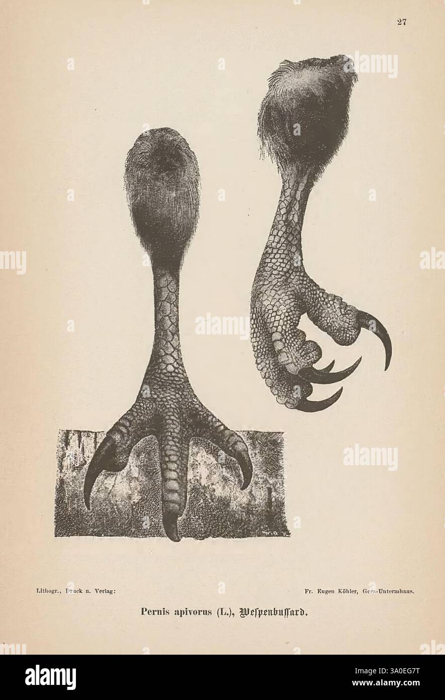 Detailed anatomy of bird feet hi-res stock photography and images - Alamy