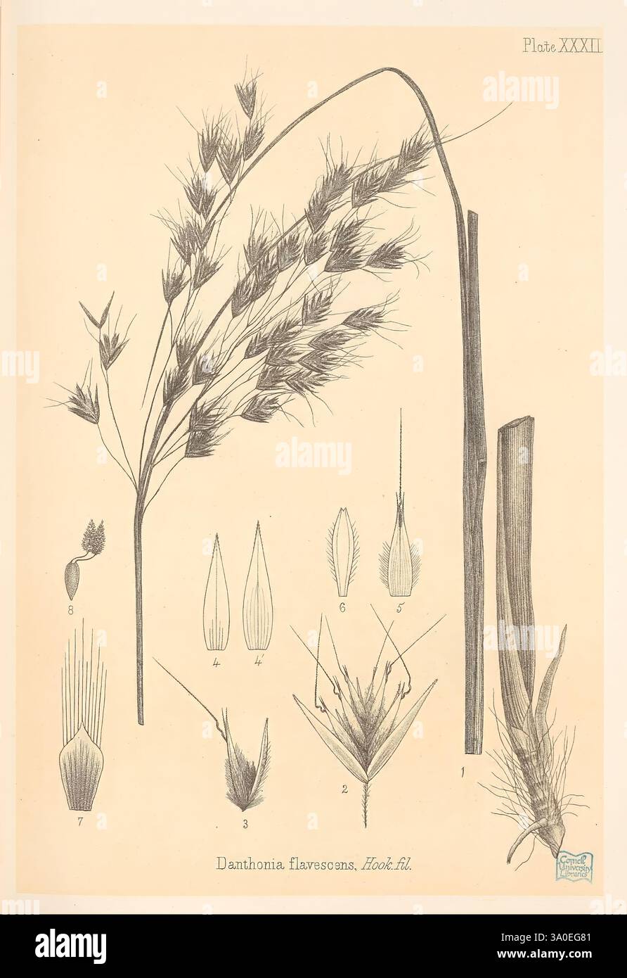 The, indigenous, grasses, of, New Zealand, Wellington, N. Z, by ...