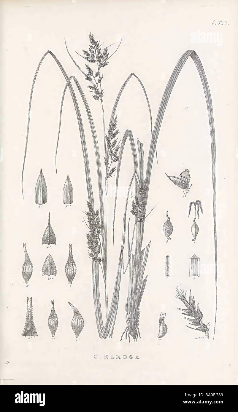 Illustrations of the genus Carex, London, William Pamplin, 1858-1867 ...