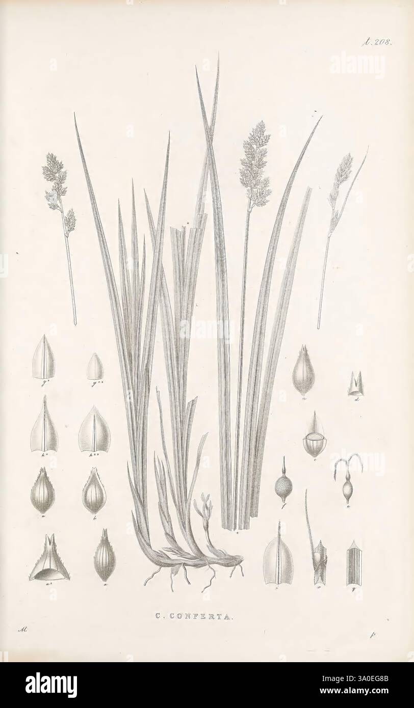 Illustrations of the genus Carex London William Pamplin 1858-1867 Carex ...