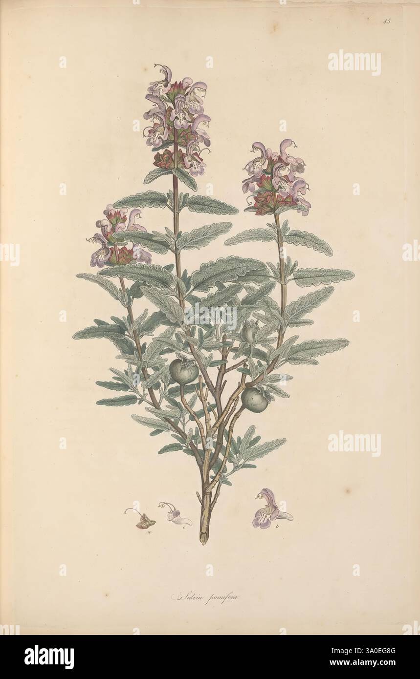 Flora Graeca, sive, Plantarum rariorum historia, quas in provinciis aut ...