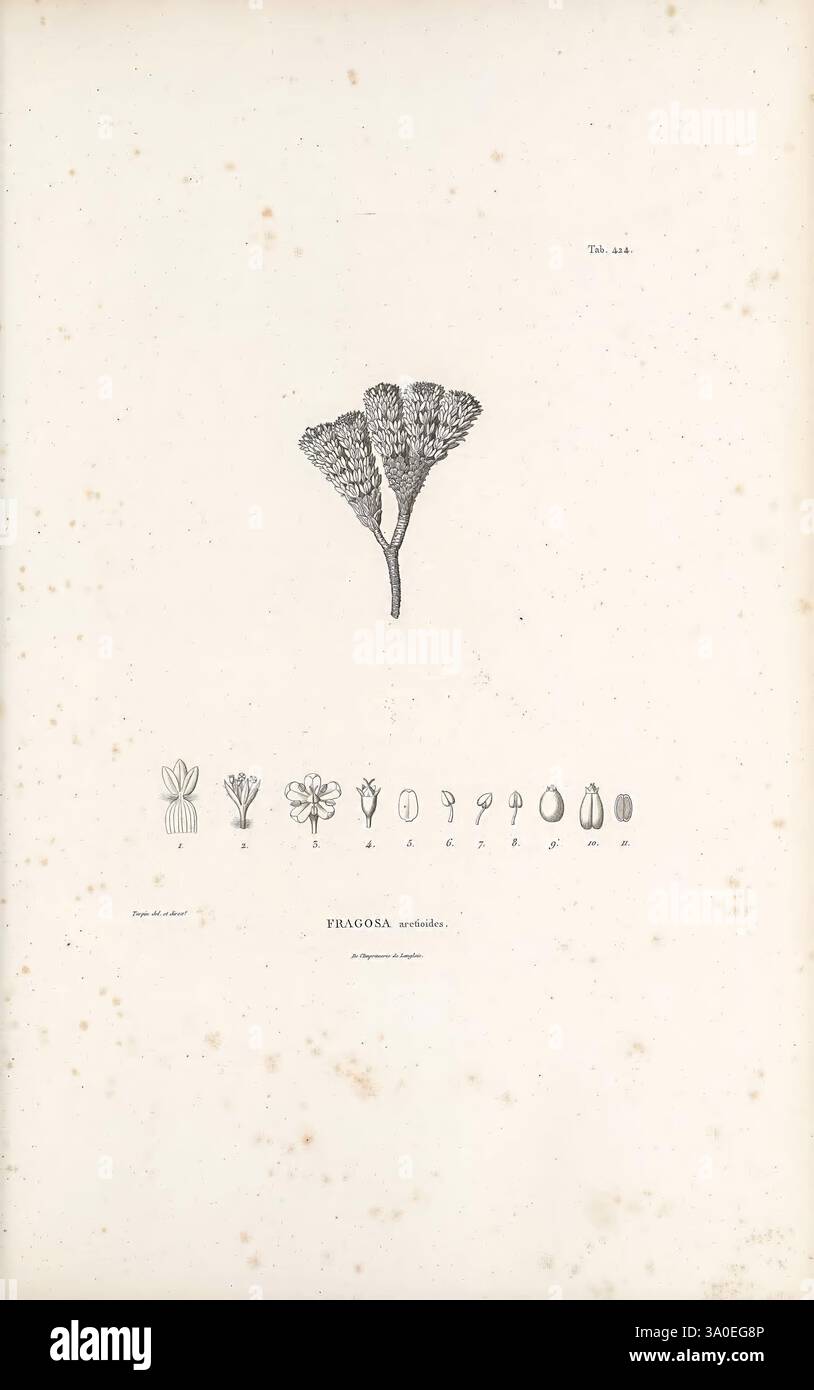 Nova Genera et Species Plantarum, Antwerp, Christophorus Plantini, 1576 ...
