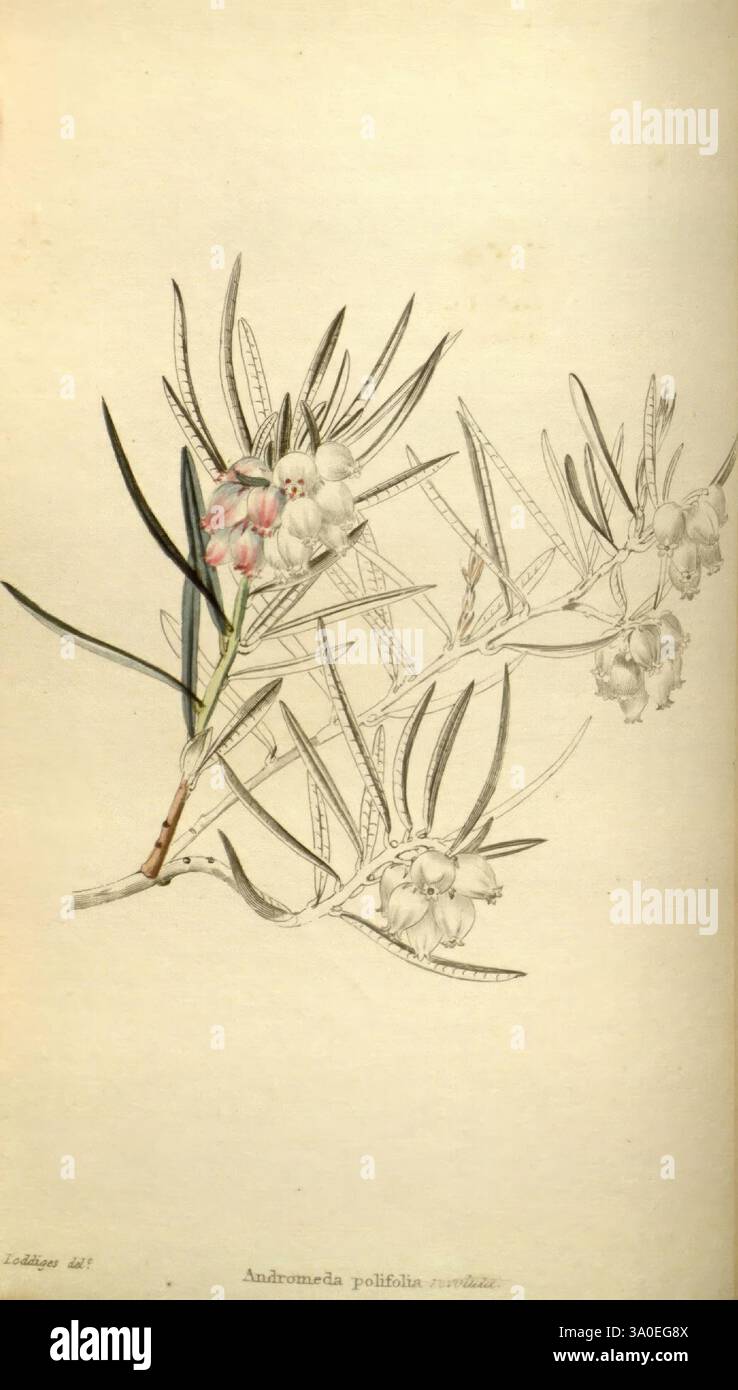 The botanical cabinet London, John Arthur Arch 1817-1833, The ...