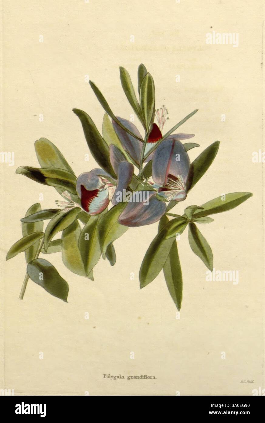 The botanical cabinet London, John & Arthur Arch 1817-1833, The ...