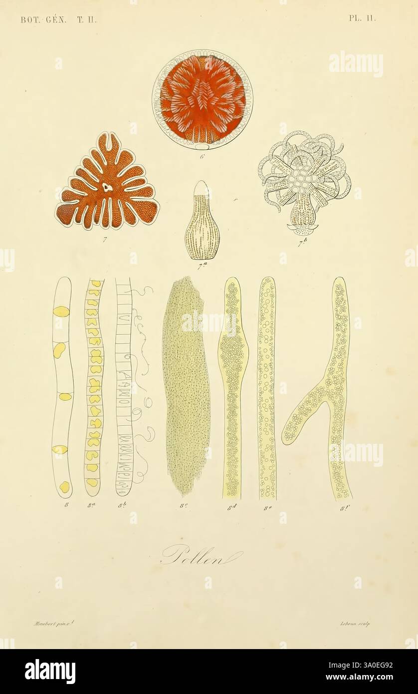 Circular specimen displays hi-res stock photography and images - Alamy