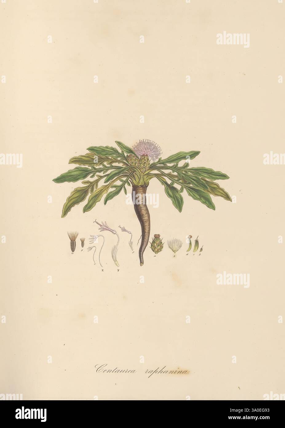 Practice of botanical illustration in documenting hi-res stock ...