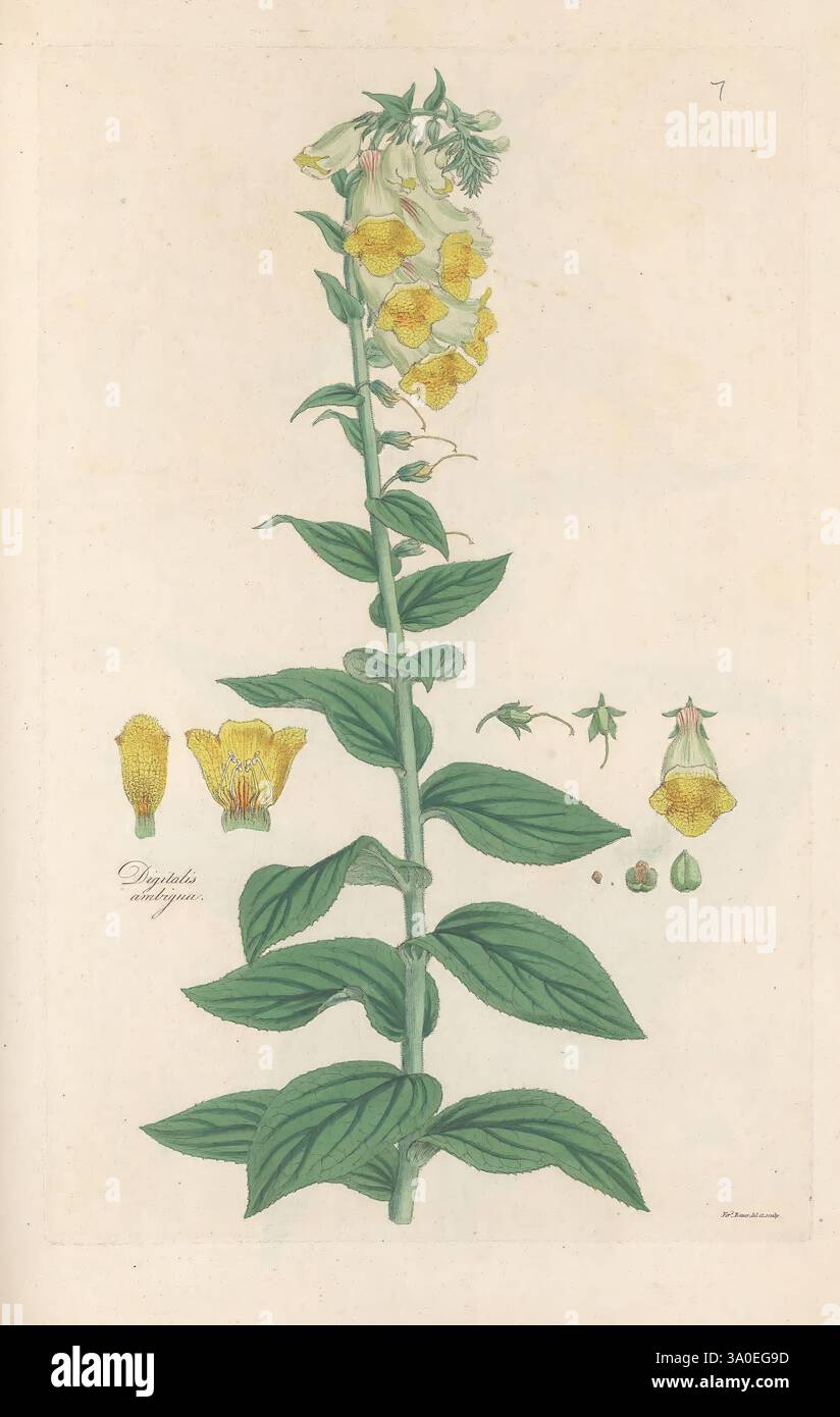 Digitalis monographia, Londini, Typis Ricardi et Arthuri Taylor ...
