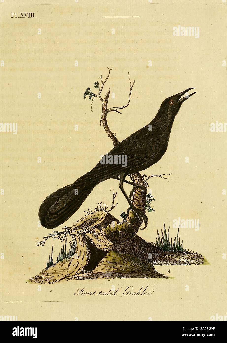 1781 1785 birds hi-res stock photography and images - Alamy