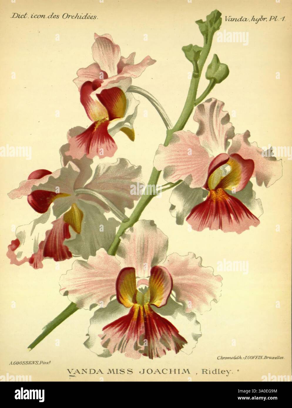 Vanda tres hi-res stock photography and images - Alamy