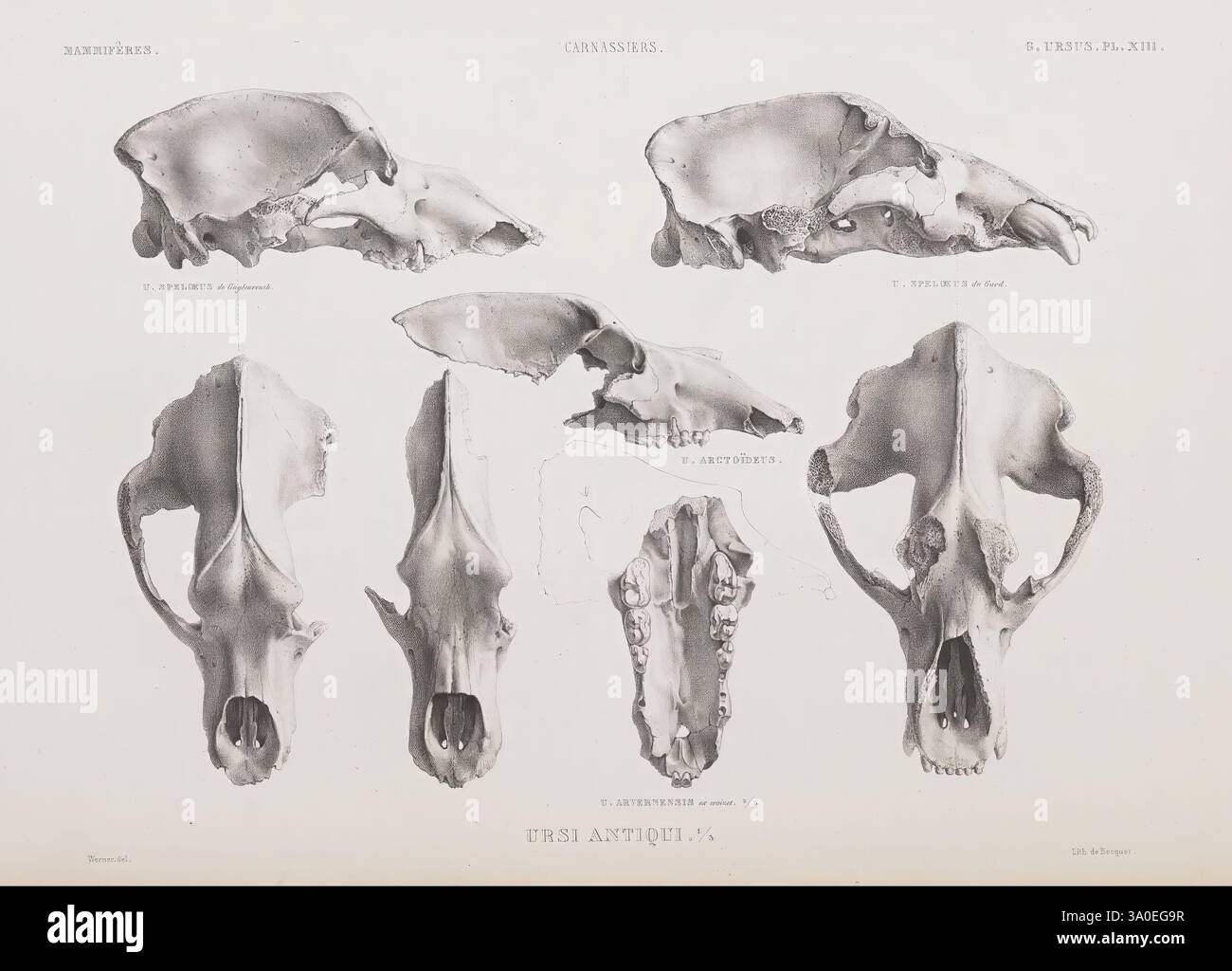 Various cetacean skulls hi-res stock photography and images - Alamy