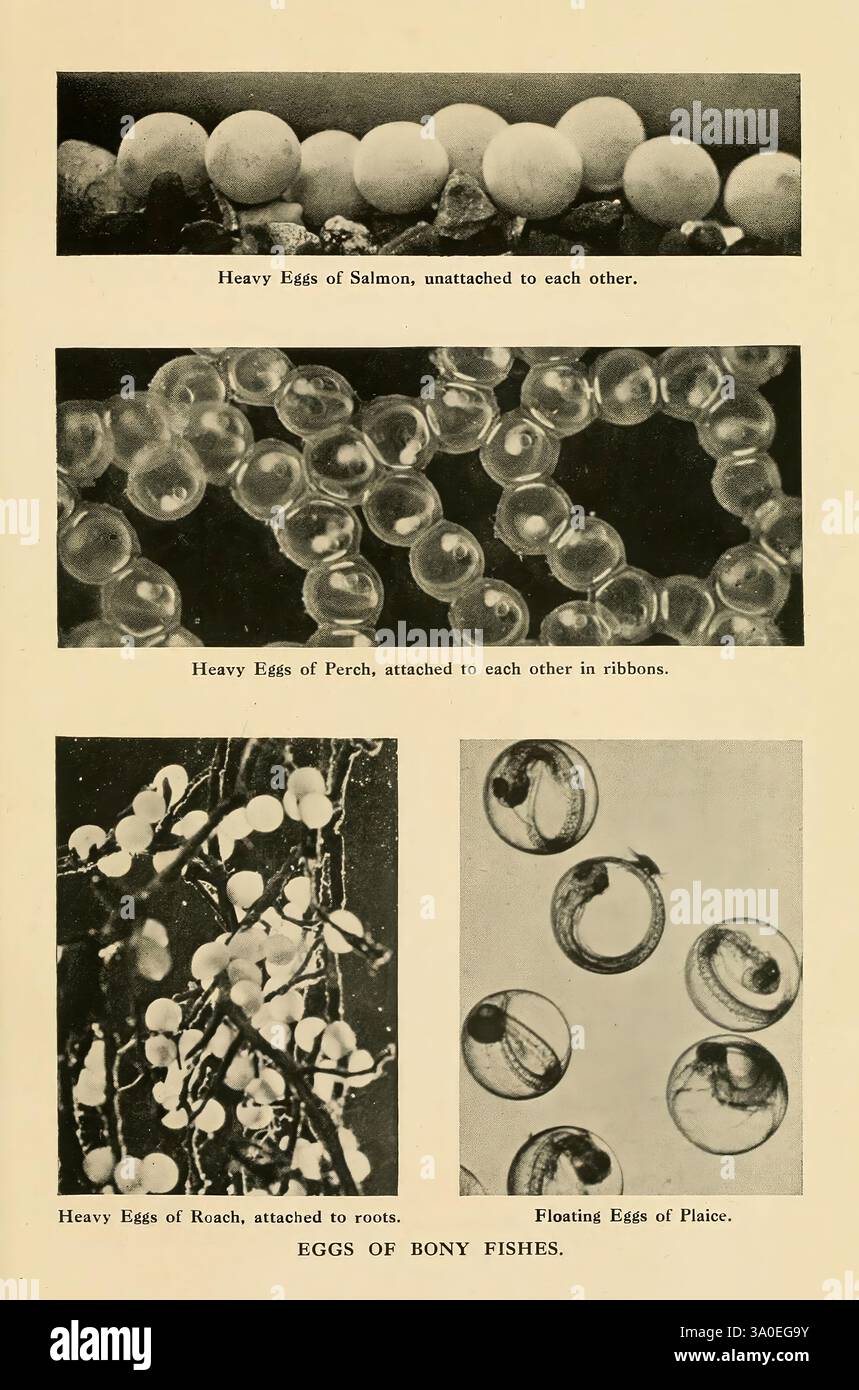 Marvels of fish life as revealed by the camera 1912, fishes ...