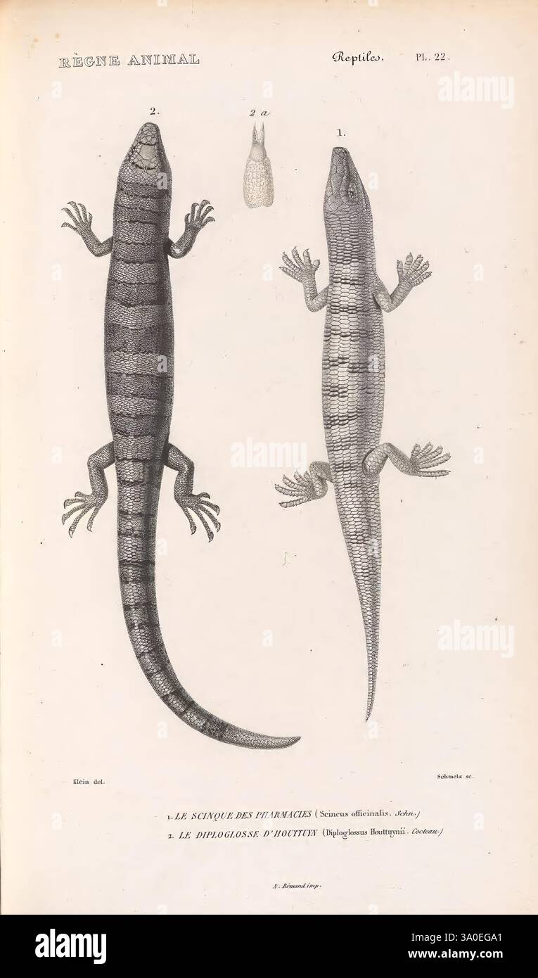 Detailed illustration of two distinct lizard species hi-res stock ...