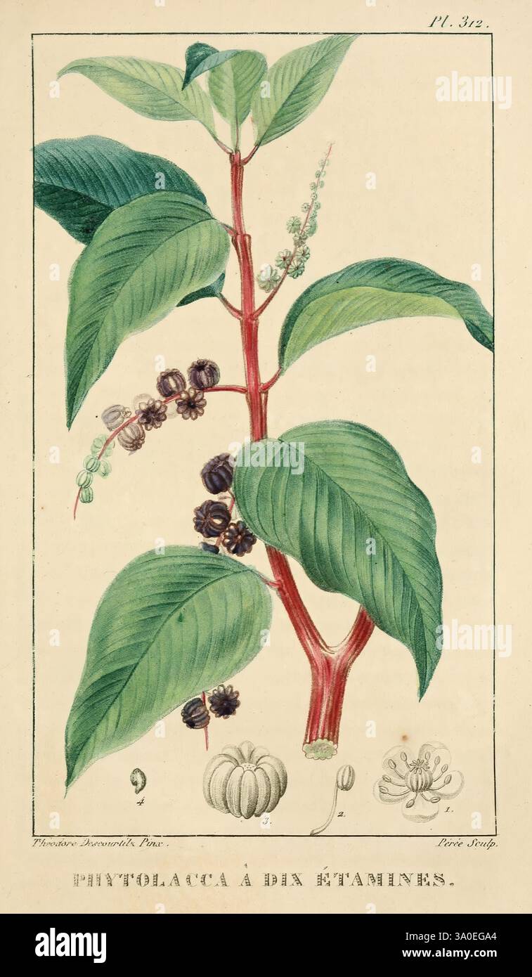Flore pittoresque et médicale des Antilles, Paris Pichard, 1821-1829 ...