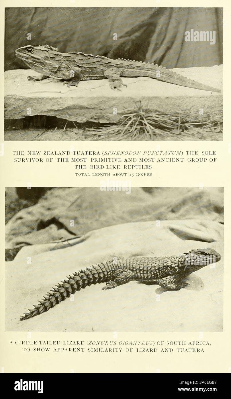 Ancient group of reptilian species hi-res stock photography and images ...