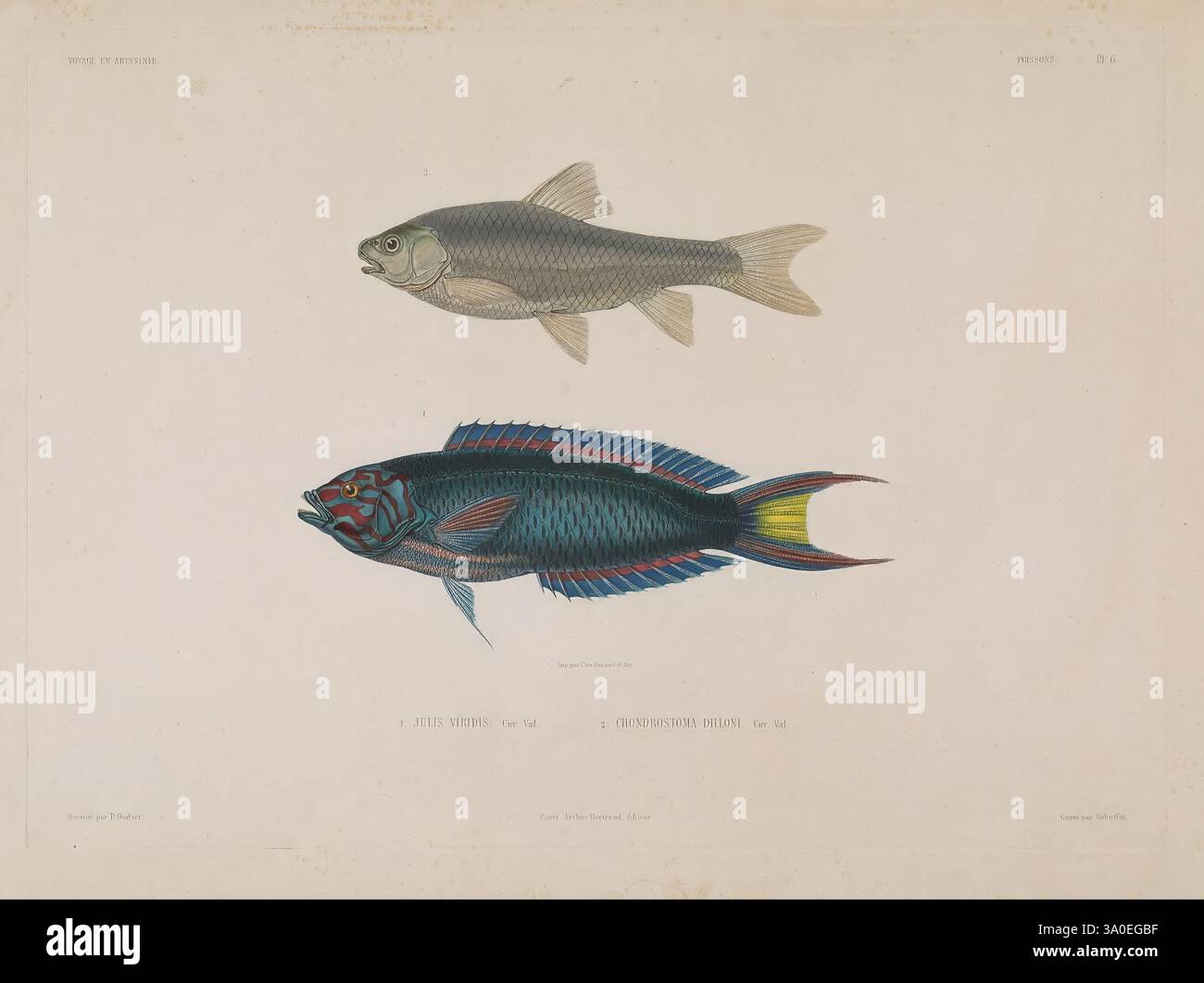 Showcasing delicate fin details hi-res stock photography and images - Alamy