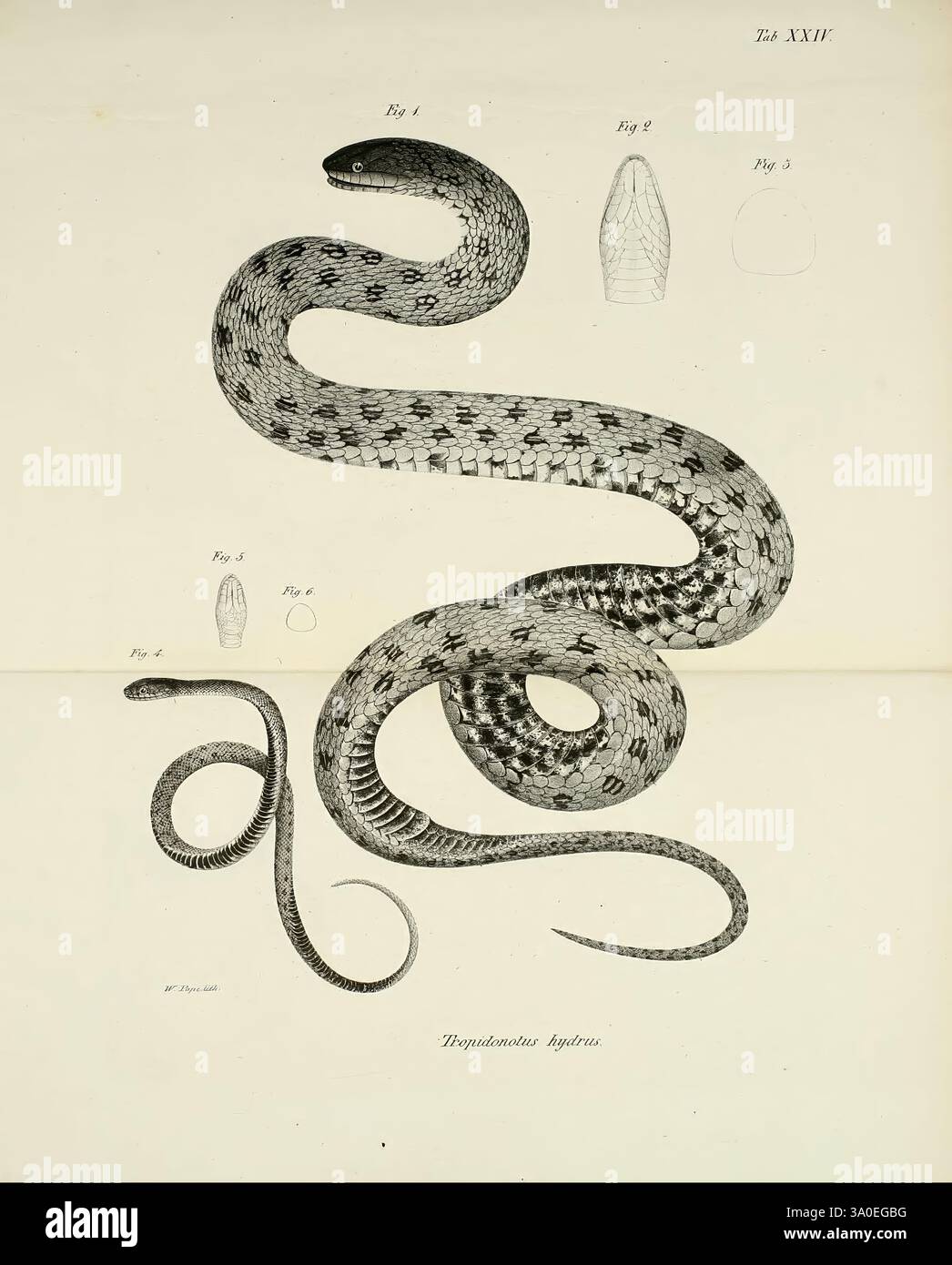 Species dispholidus typus hi-res stock photography and images - Alamy