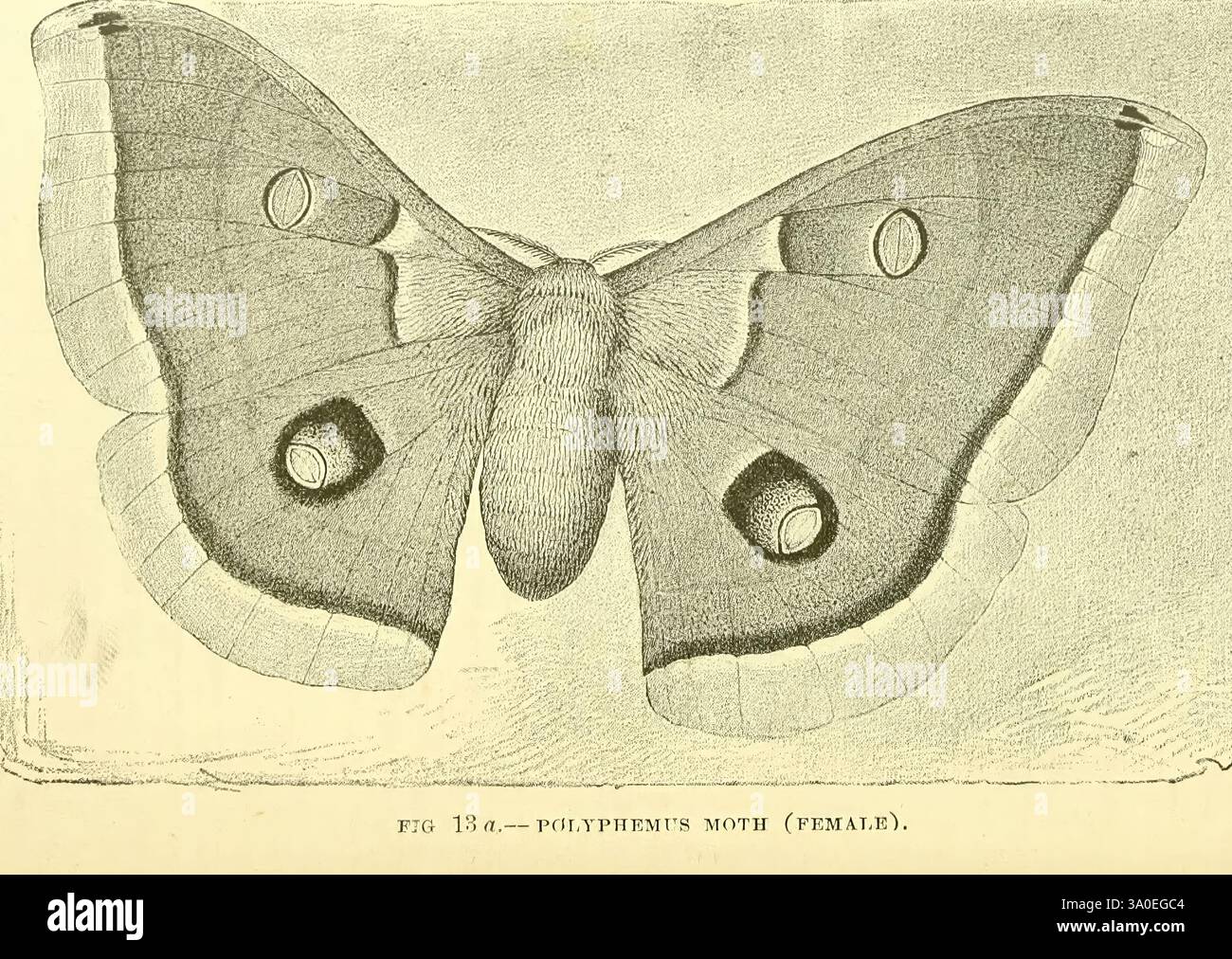 Historical entomological study hi-res stock photography and images - Alamy