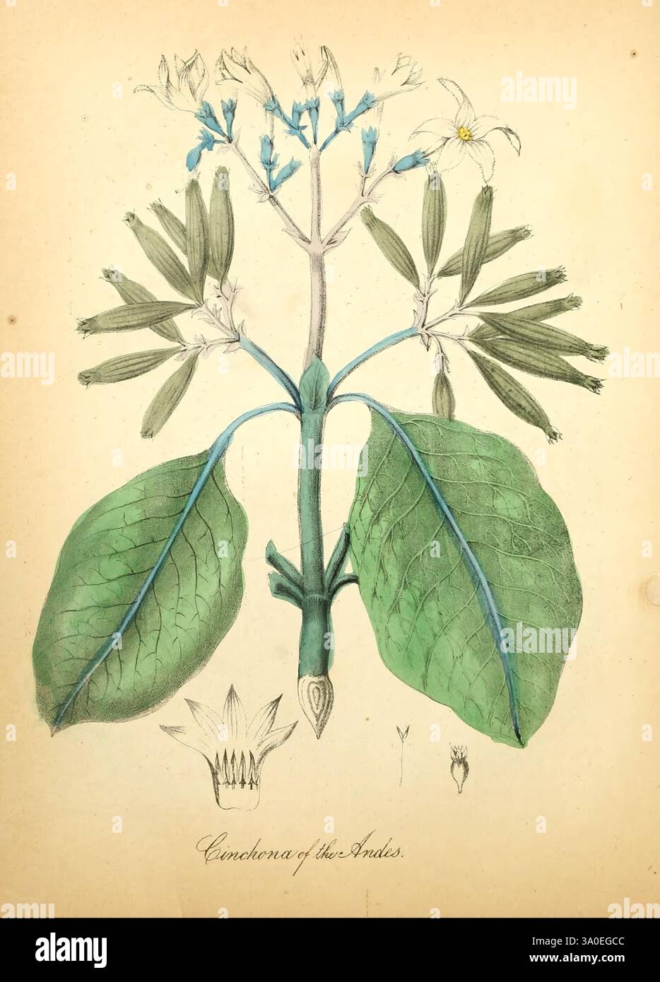 The American flora, New York, Hull & Spencer, 1855, plants, North ...