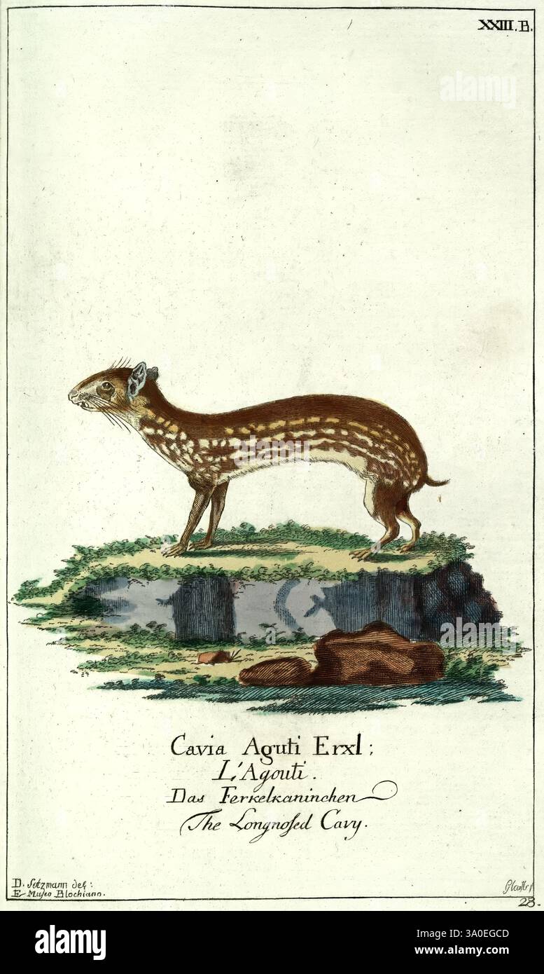 Longsnouted cavy hi-res stock photography and images - Alamy