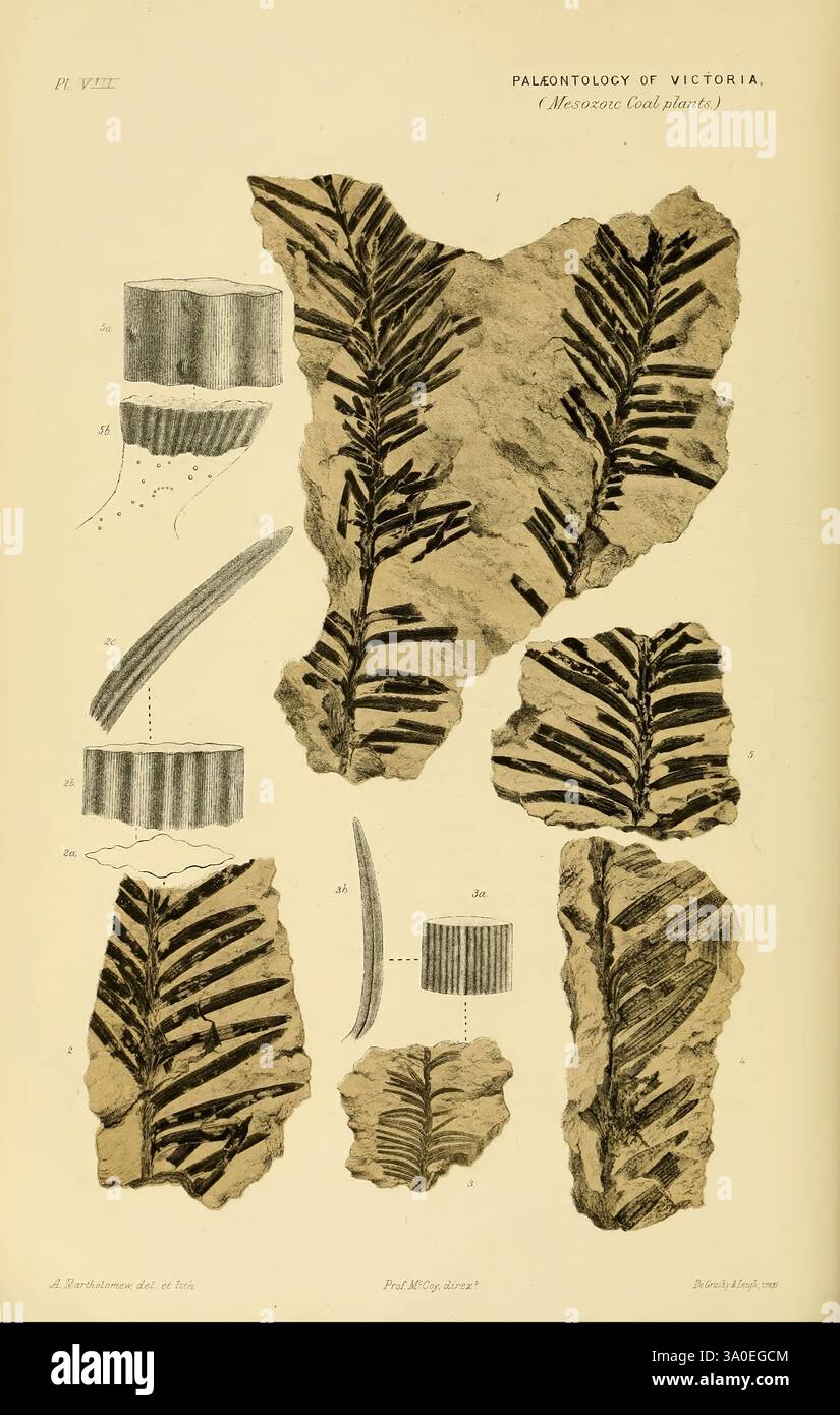 Prodromus, of, the, paleontology, of, Victoria, Melbourne, G, Skinner ...
