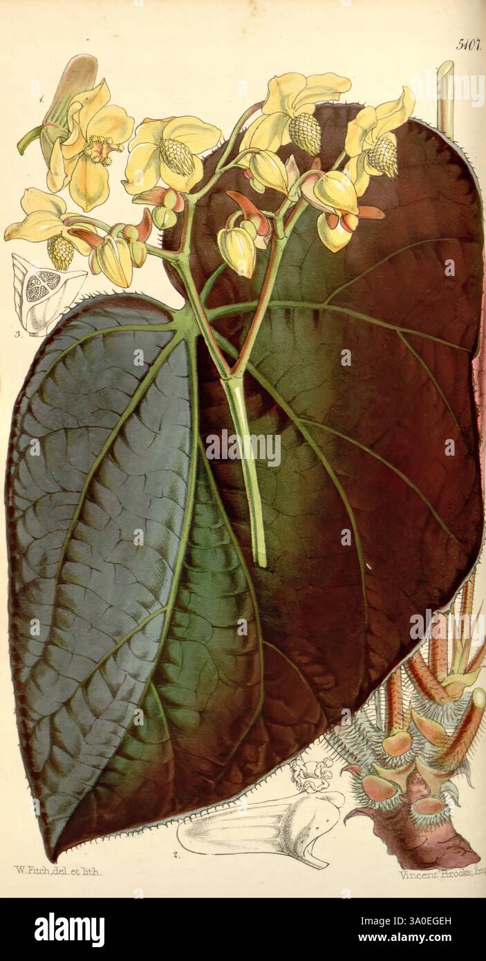 Curtis's Botanical Magazine, London, New York, Botanical Illustration ...