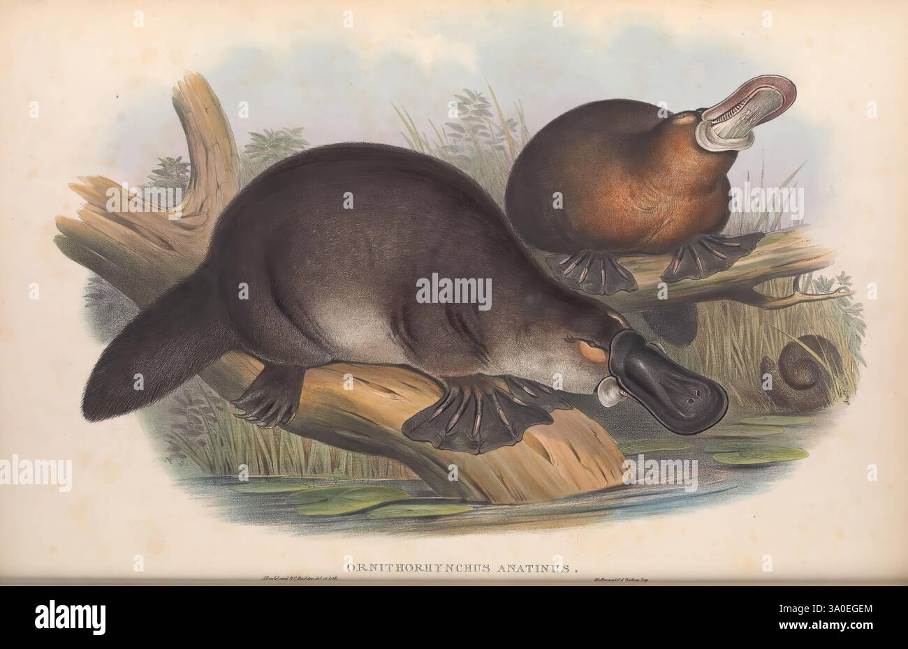 The mammals of Australia, pub. by the author 1863. Australia, mammals ...