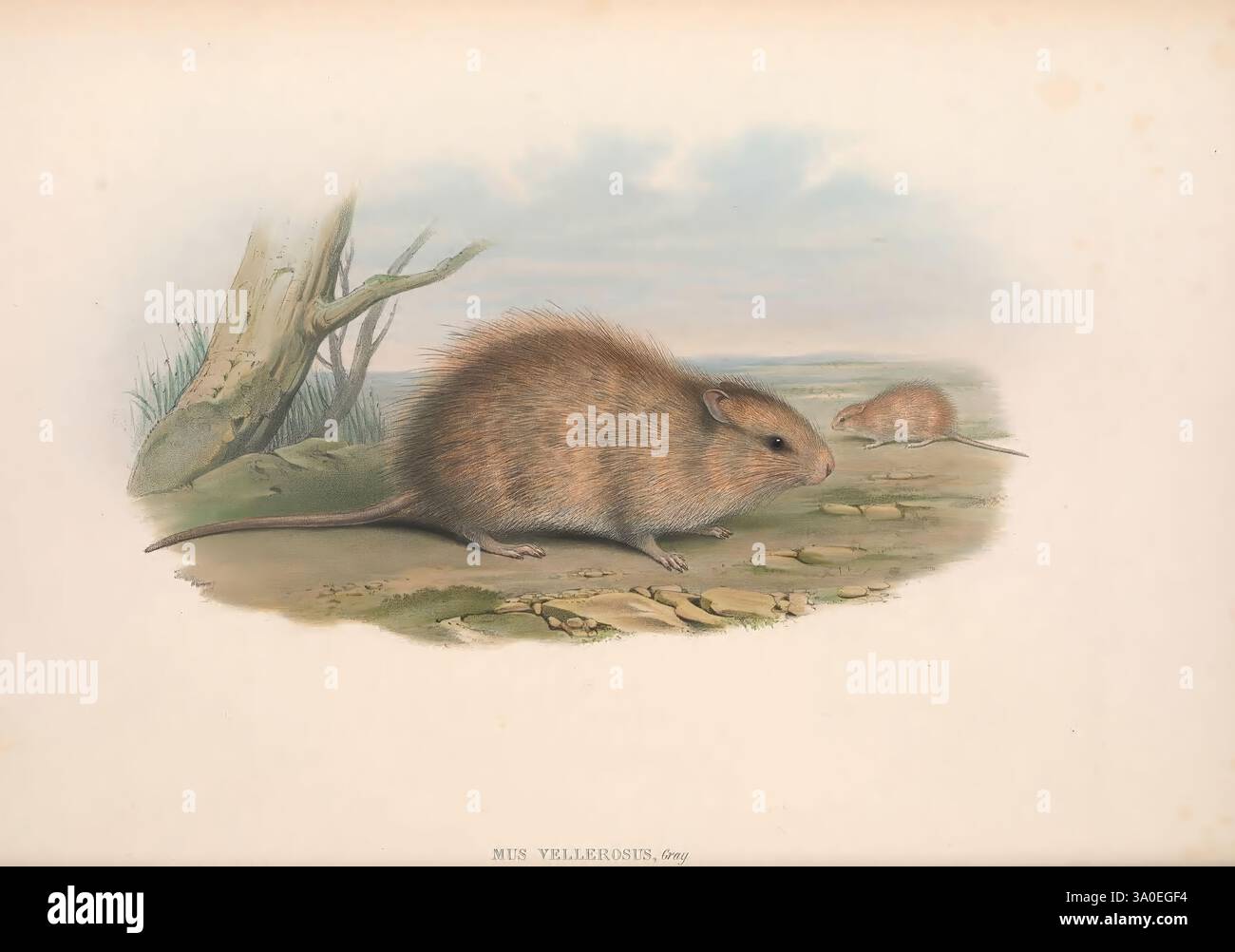 Snout draw attention hi-res stock photography and images - Alamy