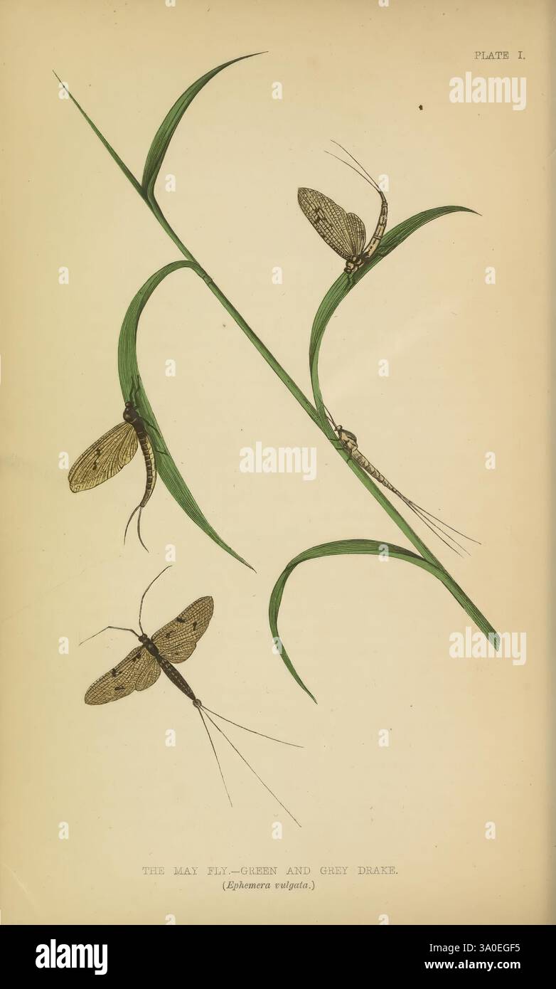 Curiosities of Entomology, 1871, color entomology, gold-blocked ...