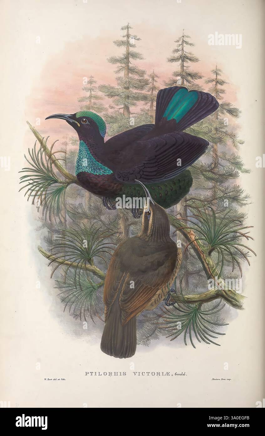 Monograph, of, the, Paradiseidae, or birds, of, paradise, and ...