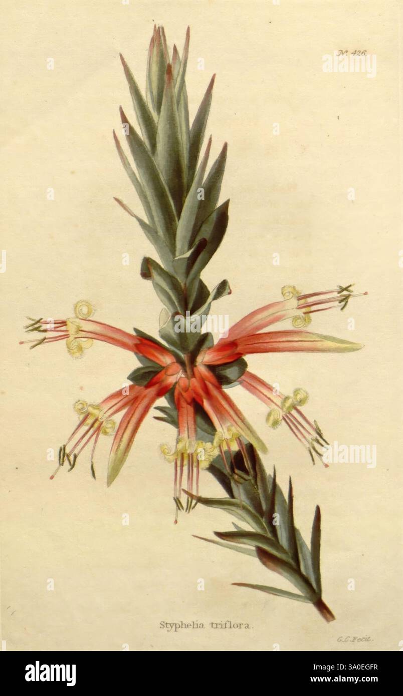 The, botanical, cabinet, London, John, Arthur, Arch, 1817, 1833., A ...