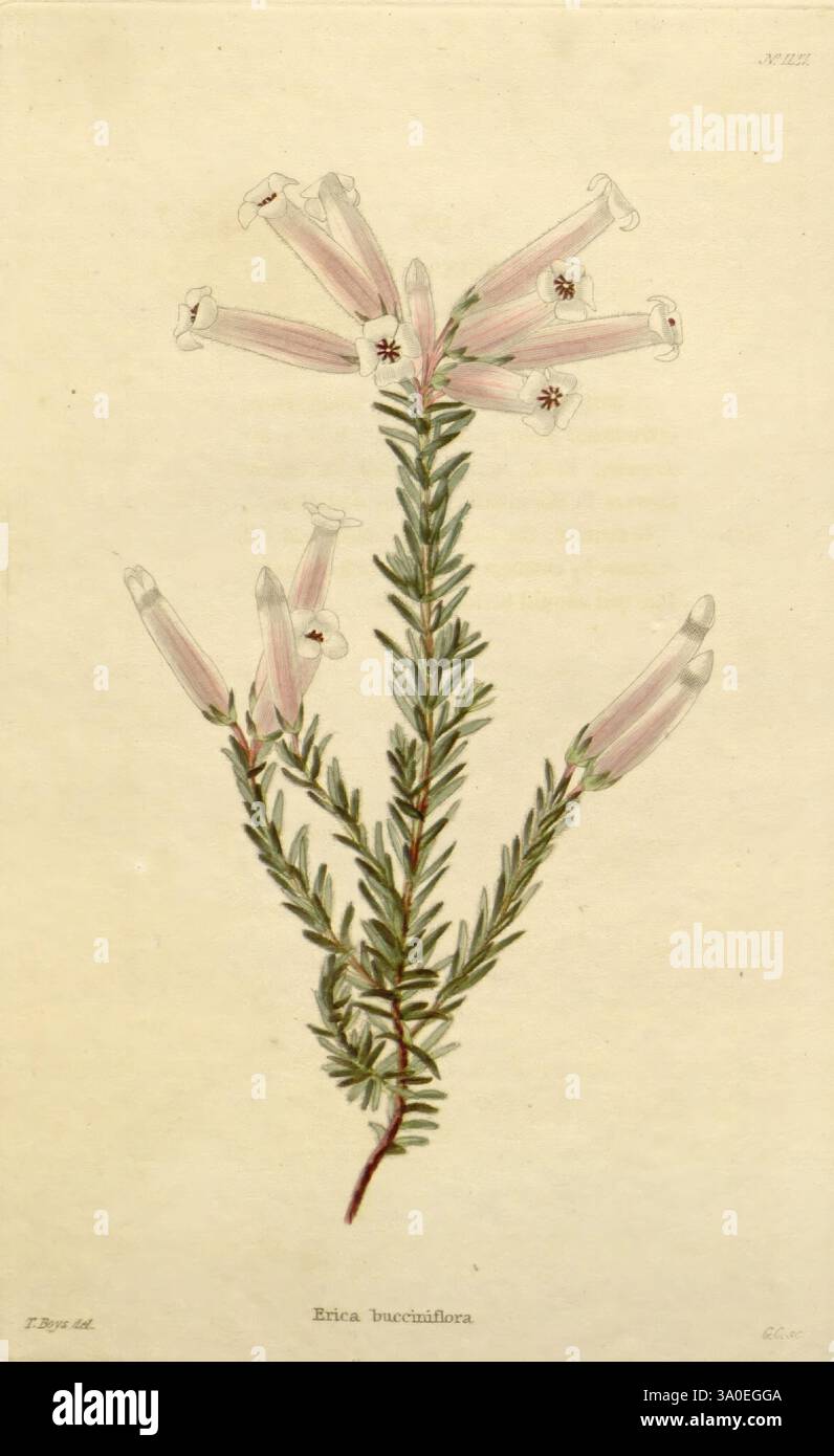 Delicate structure of erica bracucillifera hi-res stock photography and ...