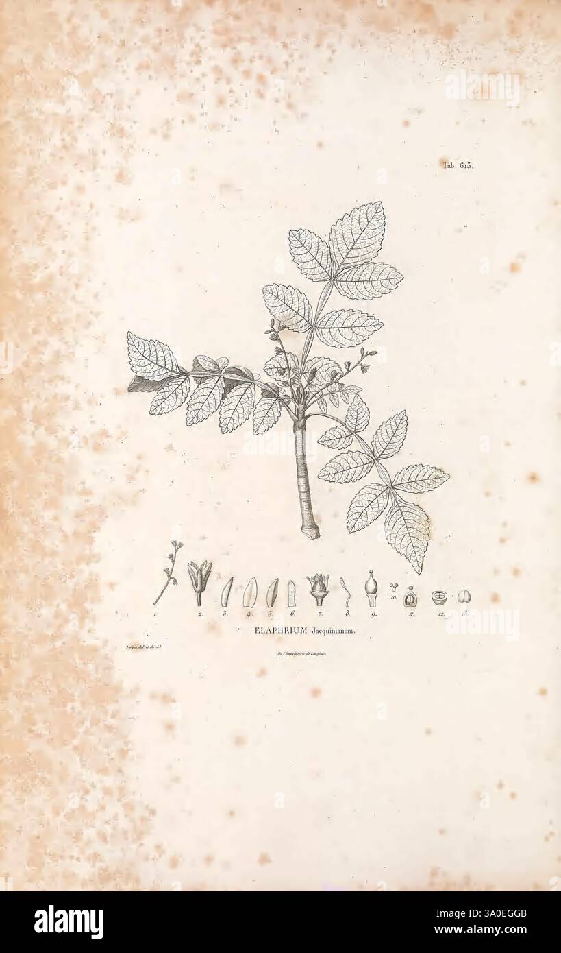 Nova Genera et Species Plantarum, Antverpiae, Ex Officina Christophori ...